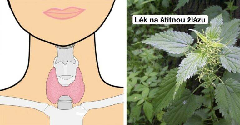 7 bylinek, které pomáhají na mnohé problémy se štítnou žlázou | iRecept.cz