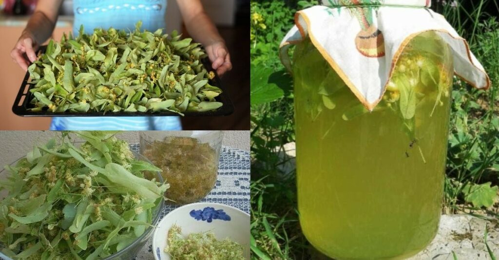 Sbíráte lipové květy? Je to všelék, který pomáhá s vysokým ...