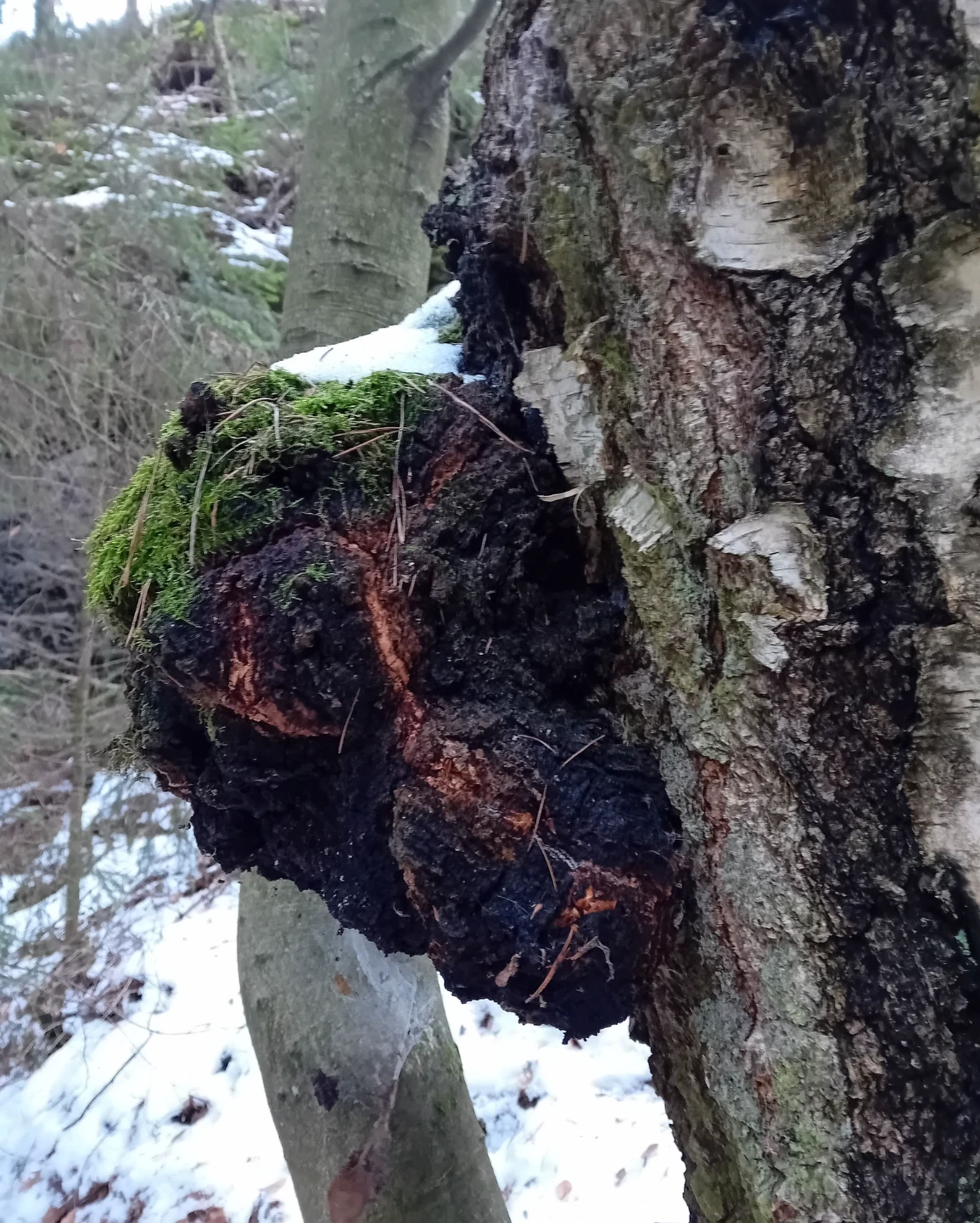 Siberian chaga - The medicinal mushroom of immortality. Why is Siberian ...